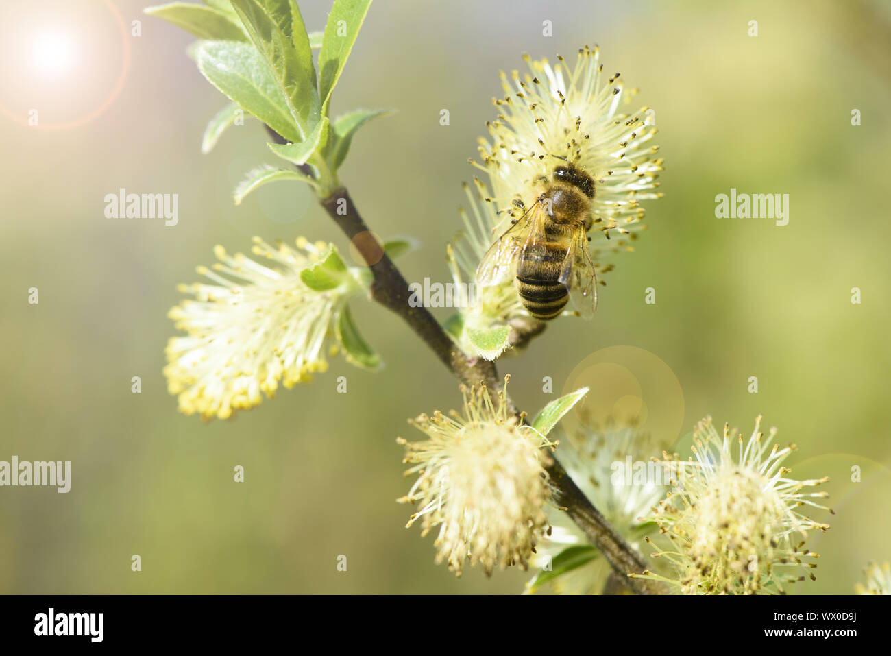 willow tree in bloom with bee Stock Photo - Alamy