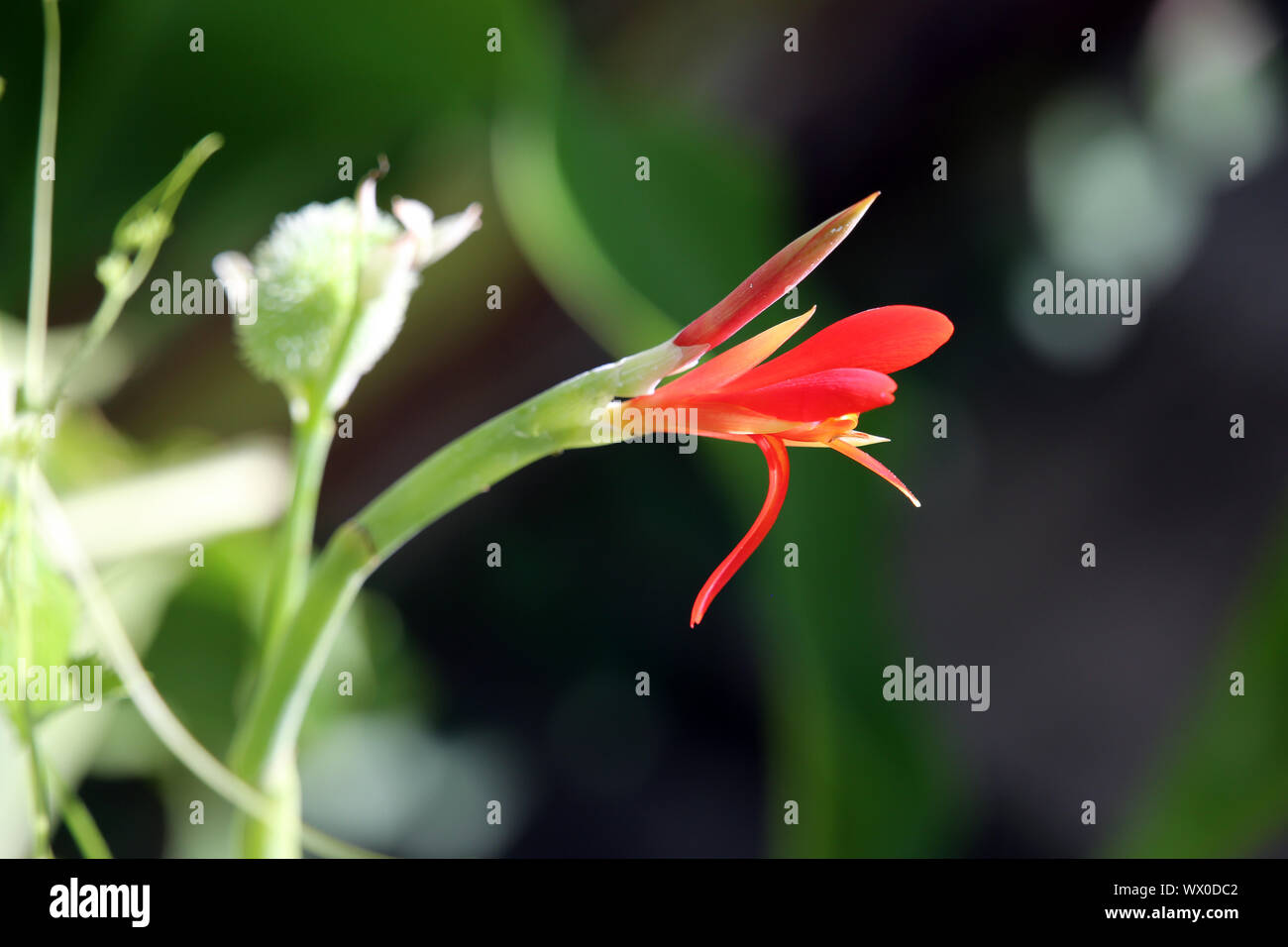 Indian shot, African arrowroot, edible canna, purple arrowroot, Sierra ...