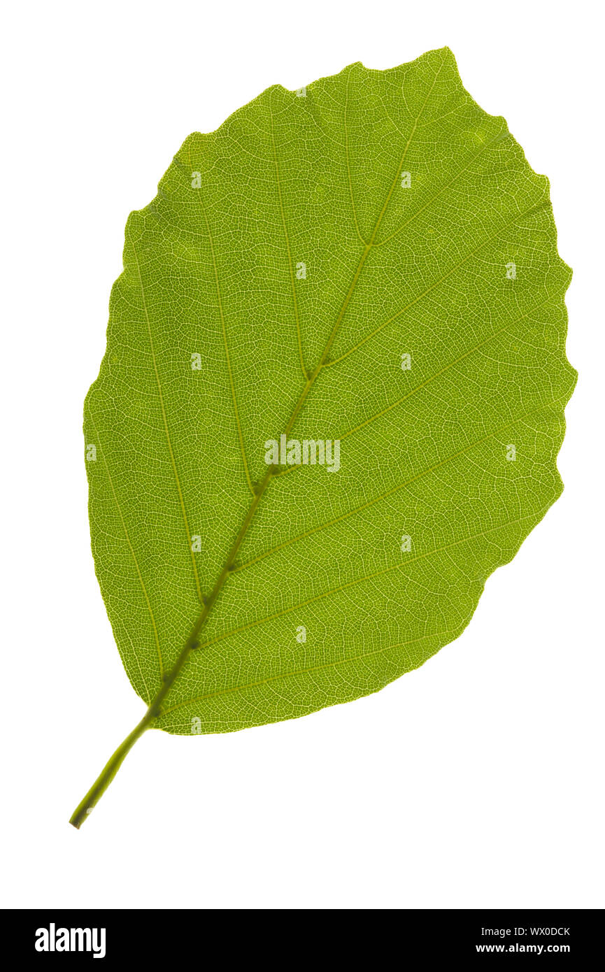 single leaf of beech tree isolated over white background Stock Photo ...