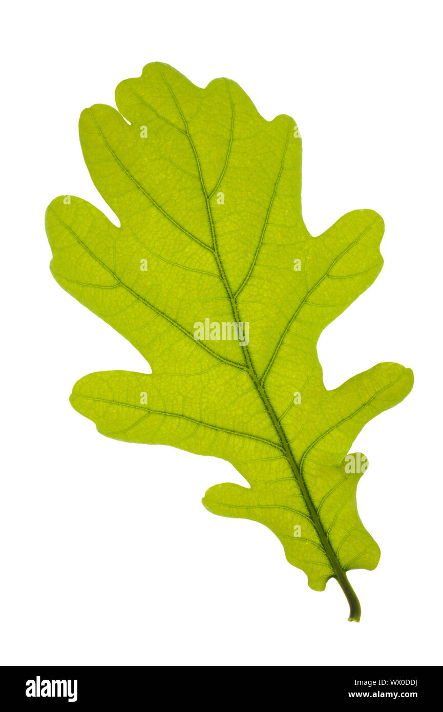 single leaf of oak tree isolated over white background Stock Photo - Alamy