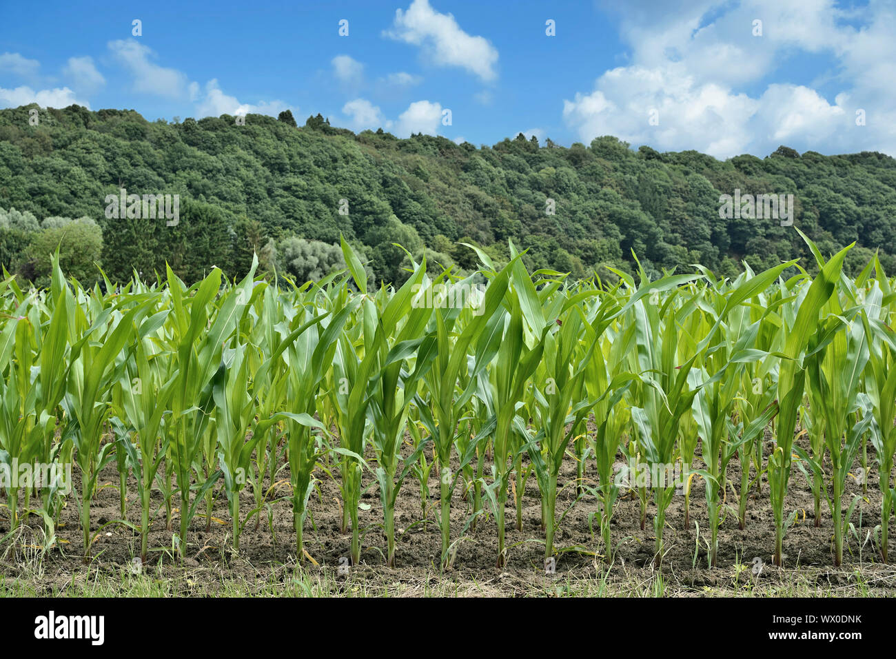 Vegetables maize hi-res stock photography and images - Alamy