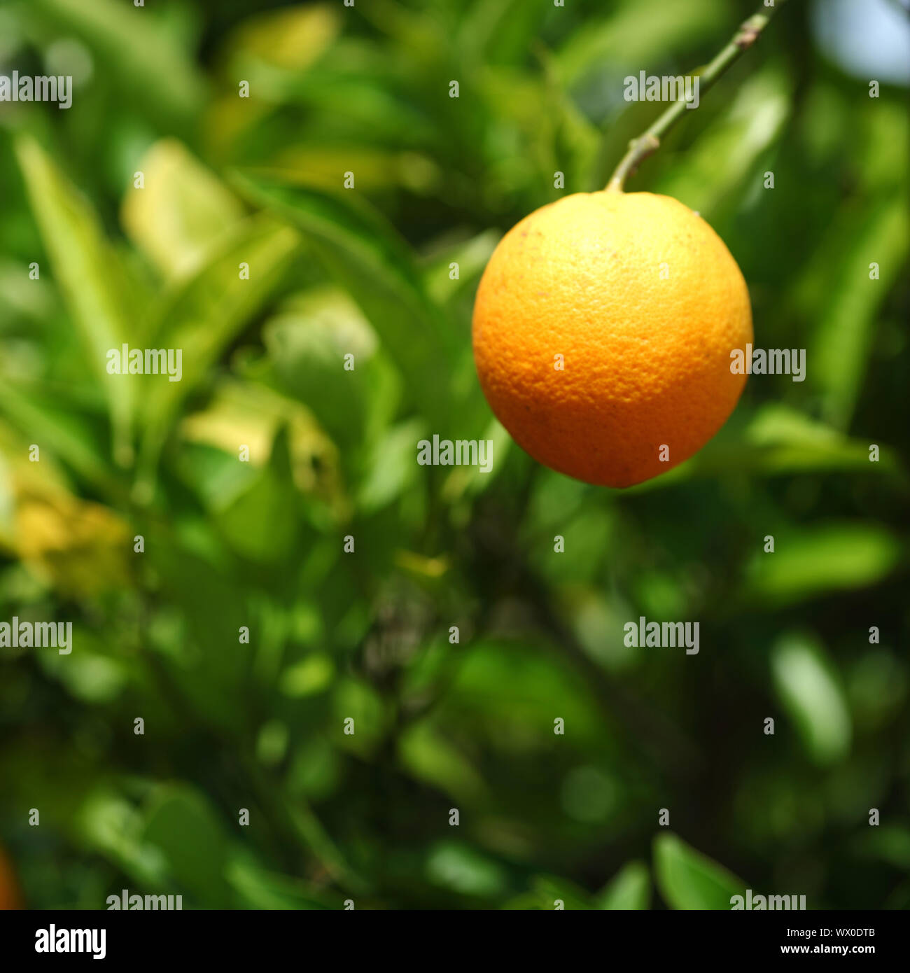 branch orange tree fruits green leaves in Valencia Spain Stock Photo - Alamy