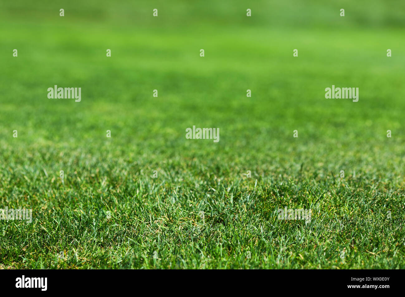 Beautiful green grass texture Stock Photo - Alamy