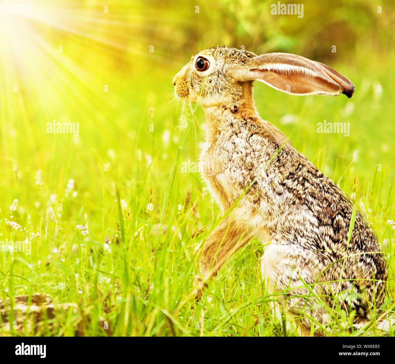 African hare hi-res stock photography and images - Alamy