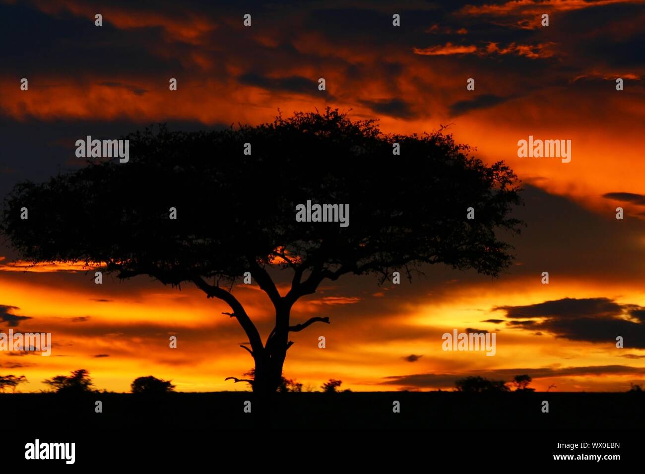 Tree shade and dramatic sunset Stock Photo - Alamy