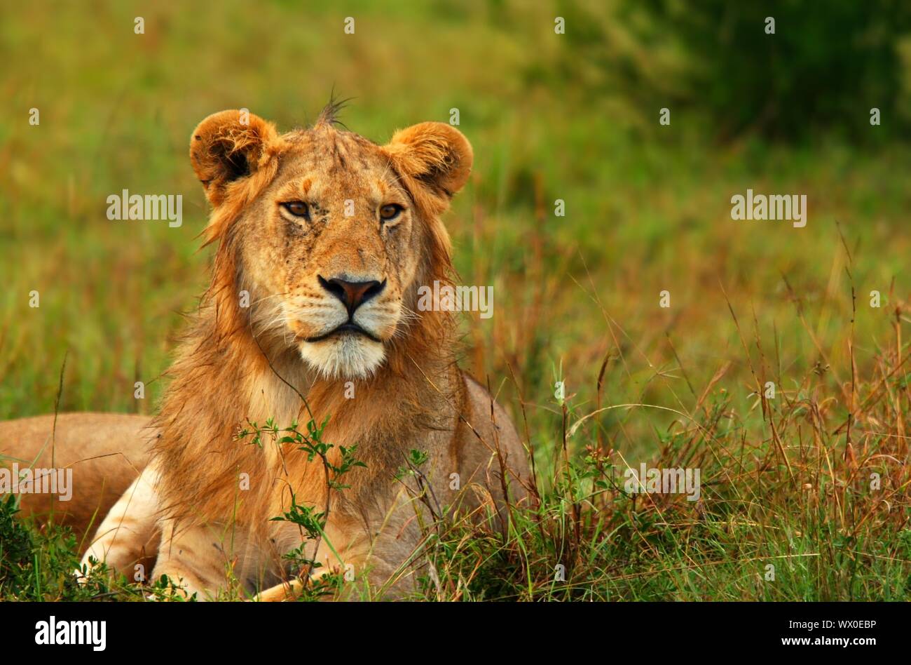 African savanna lion hi-res stock photography and images - Alamy