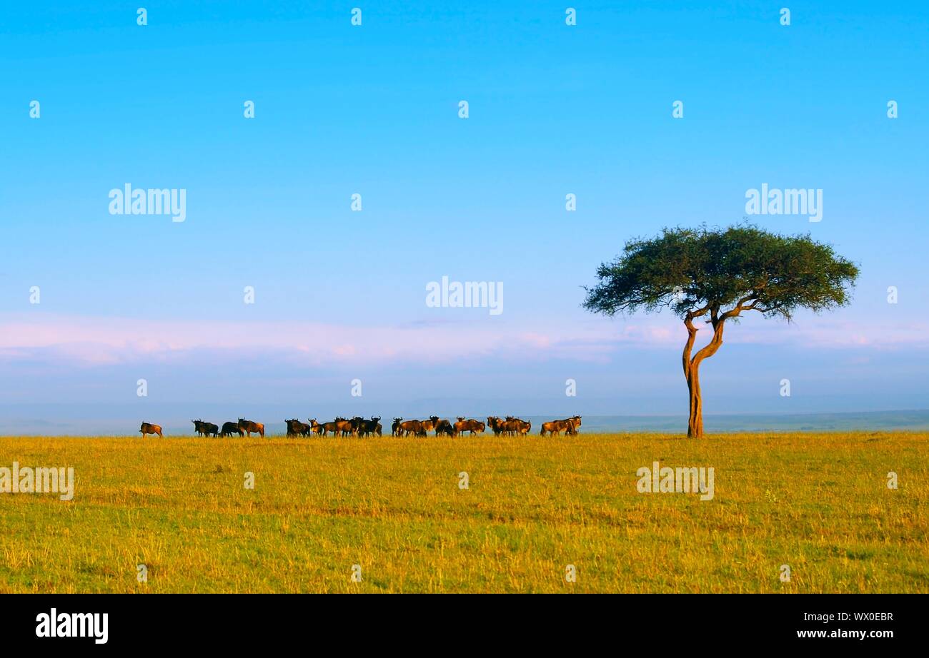 Buffalo spring game reserve hi-res stock photography and images - Alamy