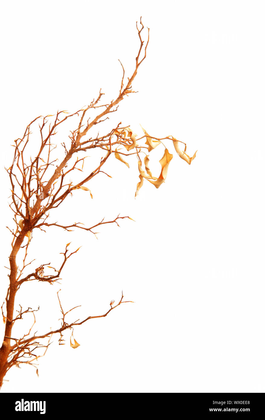 Beautiful autumn tree over Cut Out Stock Images & Pictures - Alamy