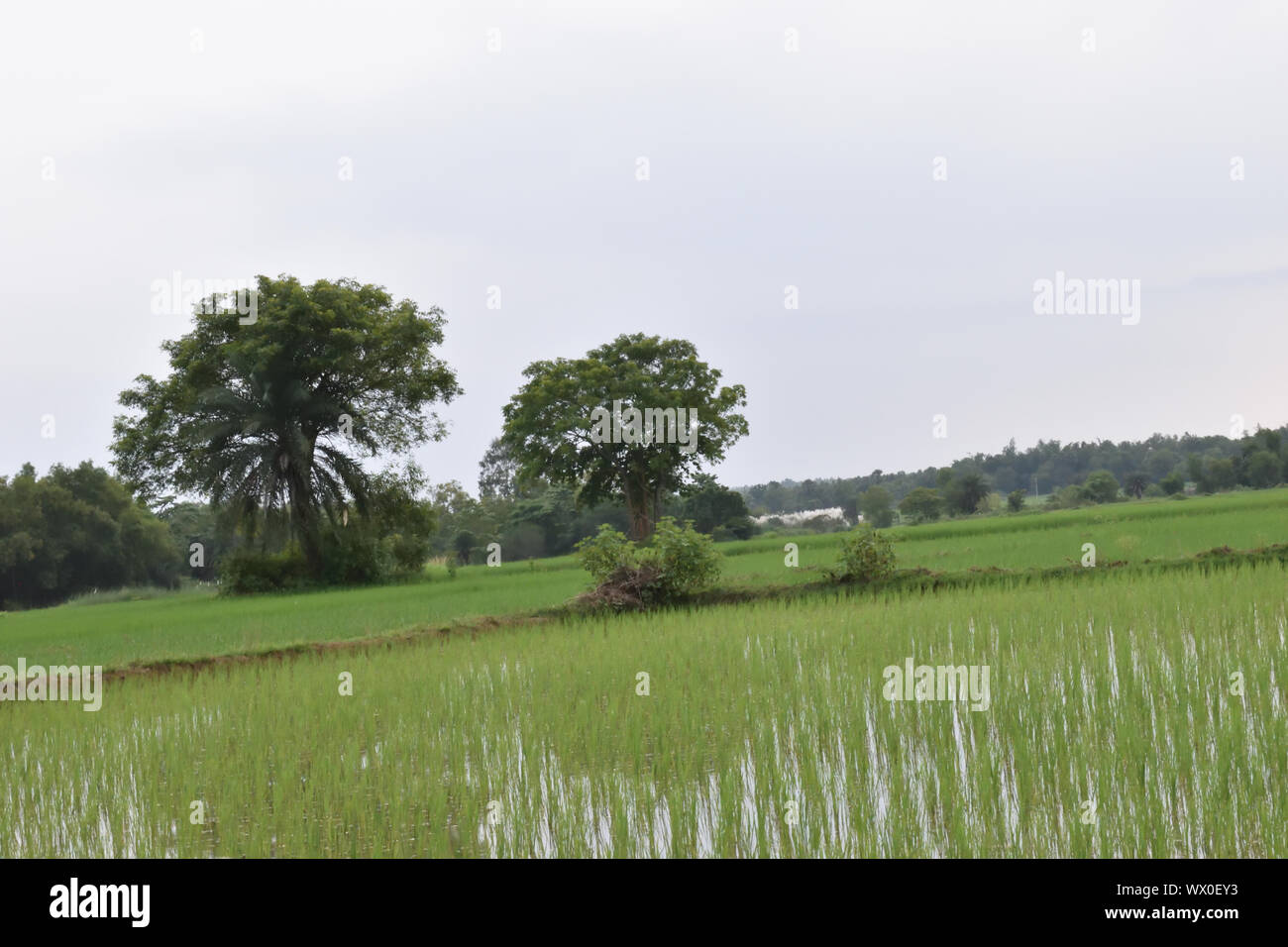 Paddy farming hi-res stock photography and images - Alamy