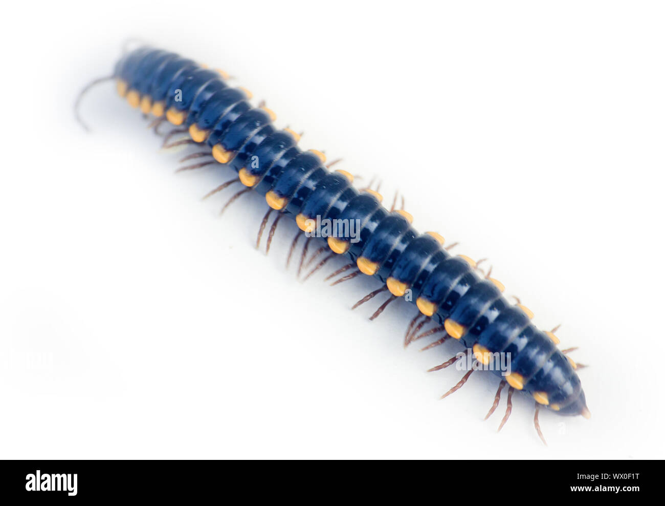 Insects of kerala Cut Out Stock Images & Pictures - Alamy