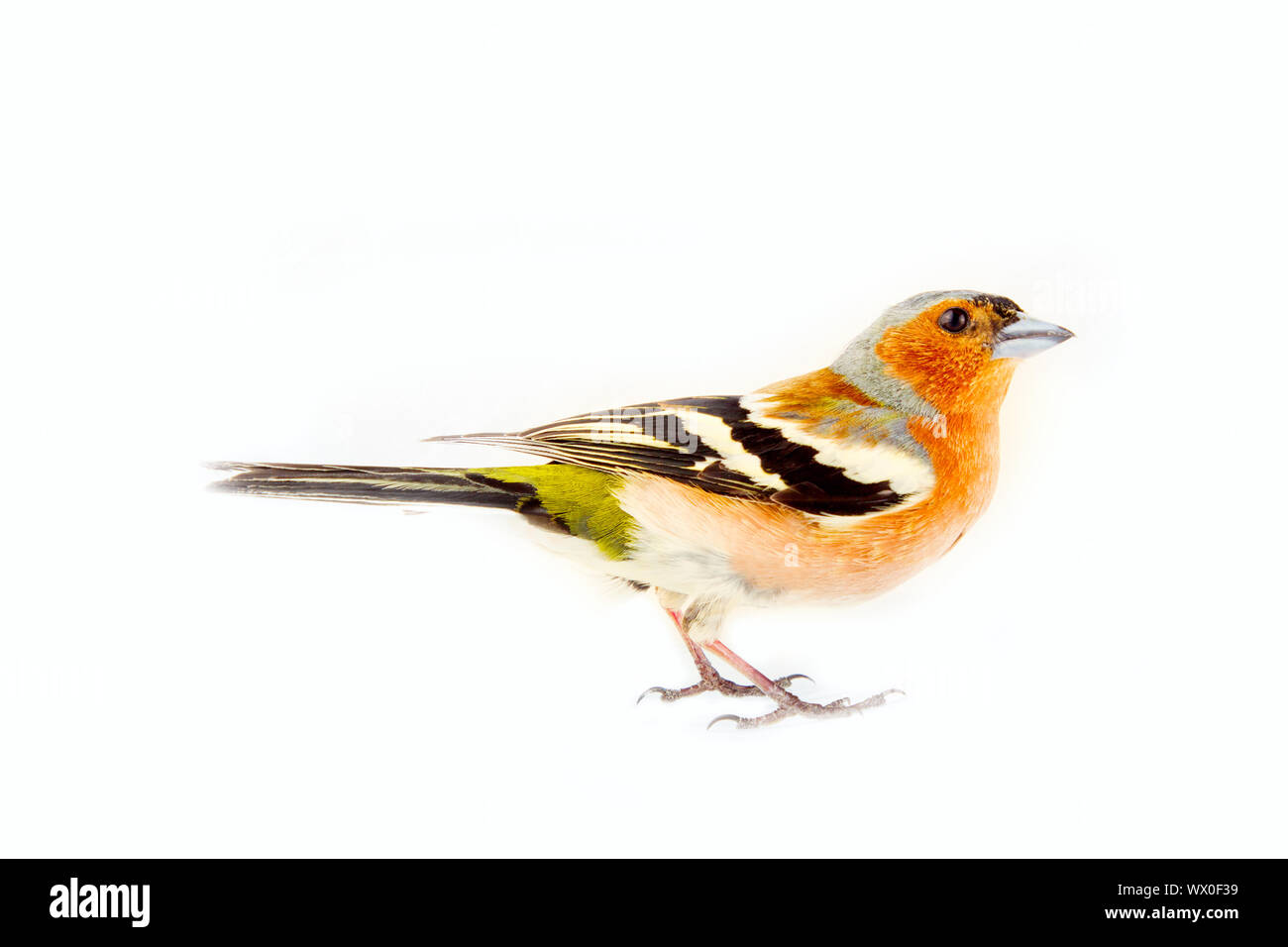 Small common garden bird Cut Out Stock Images & Pictures - Alamy