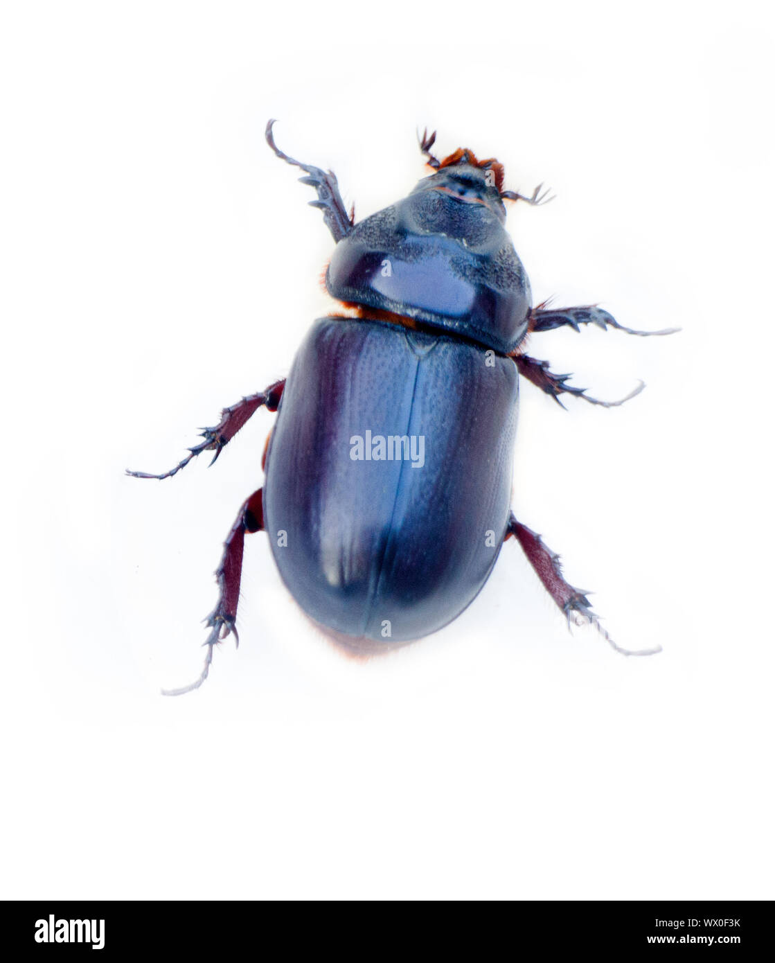 Rhinoceros beetle crawling on a white background Stock Photo - Alamy