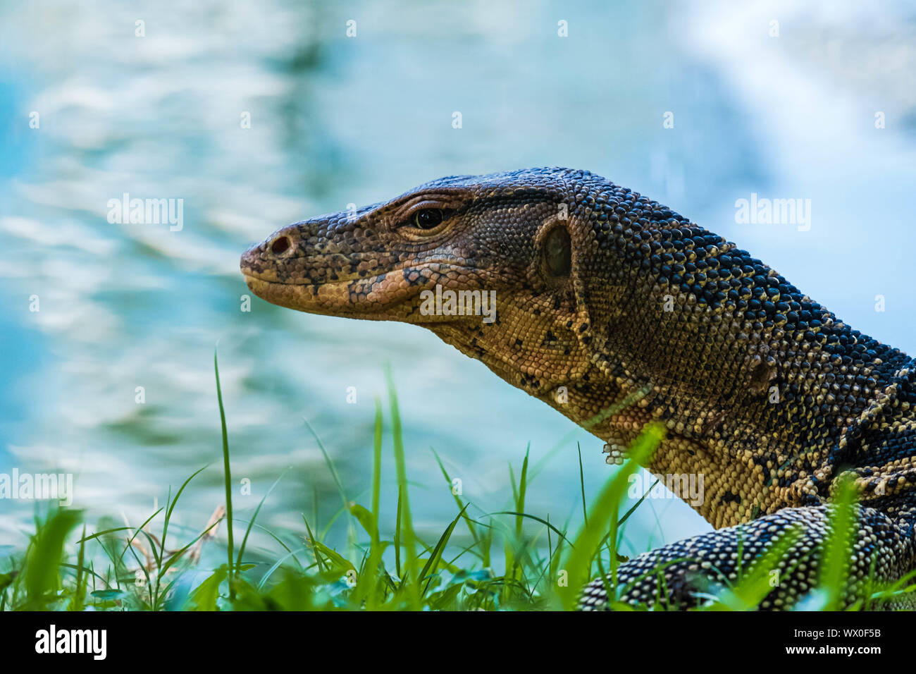Water monitor in Lumpini Park, Bangkok, Thailand Portrait close up ...