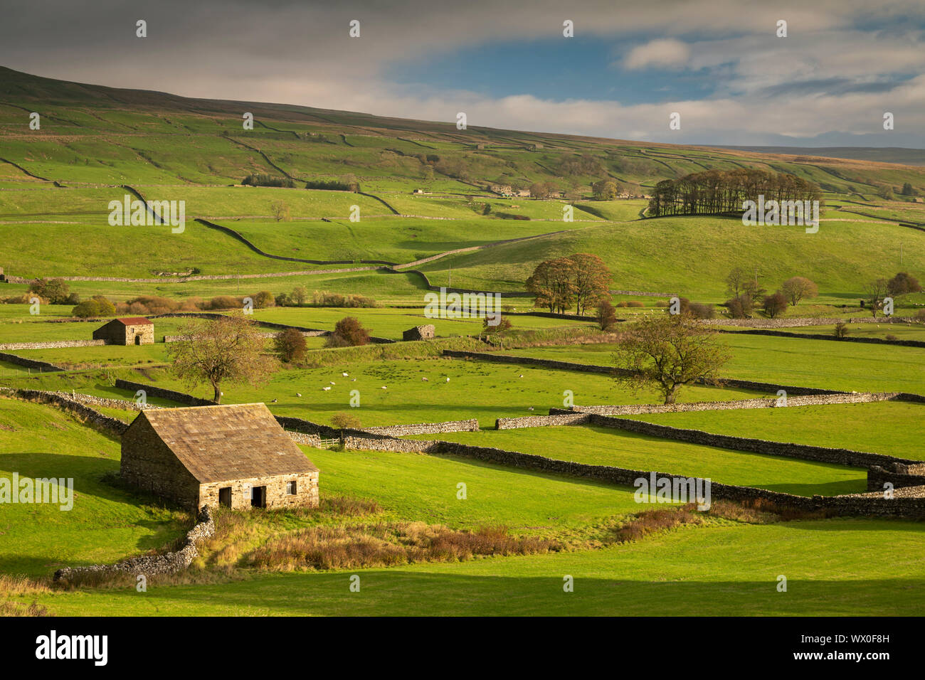 Stone barns and dry stone walls in beautiful Wensleydale in the ...