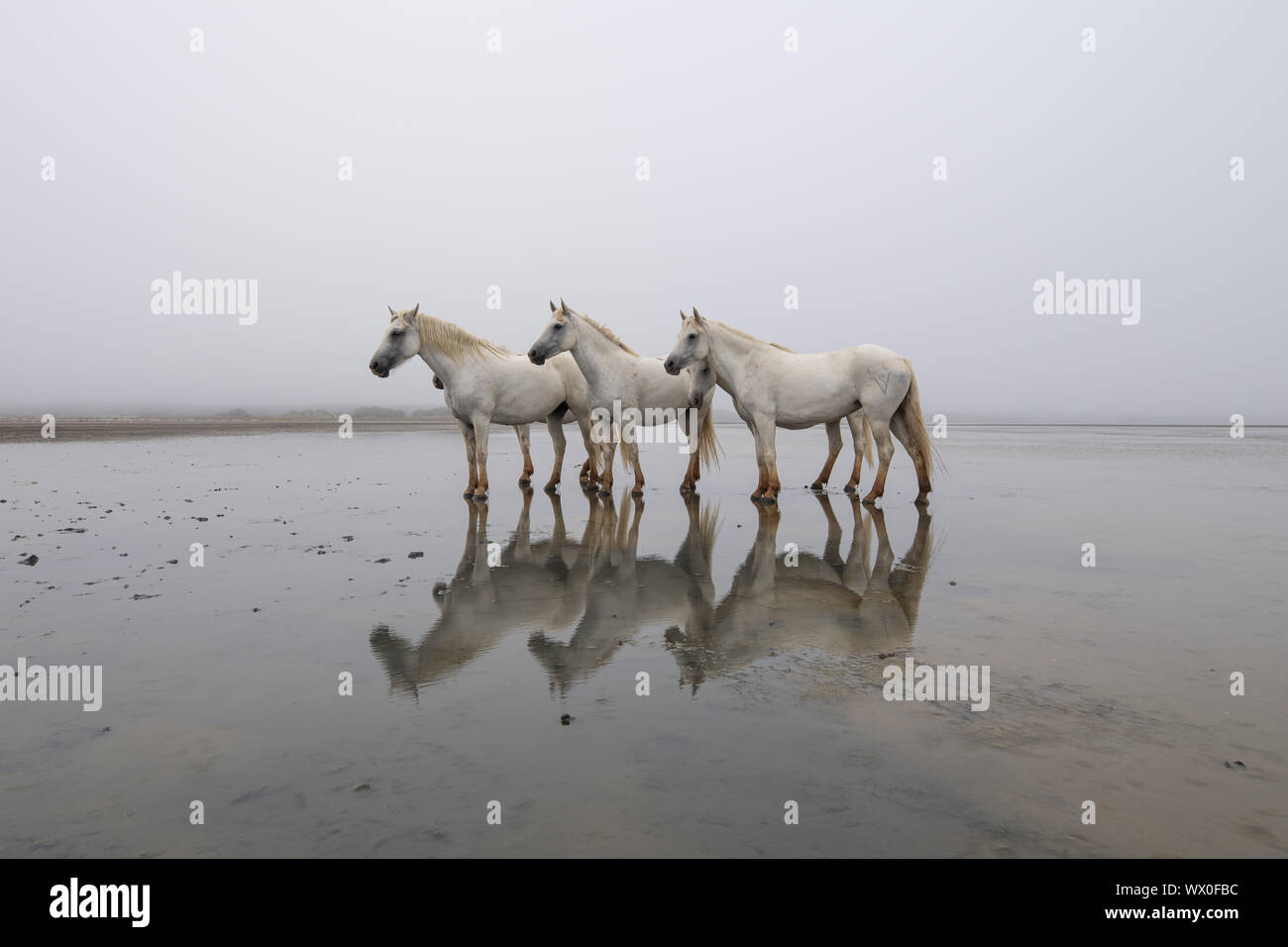 Cheval Camargue High Resolution Stock Photography and Images - Alamy