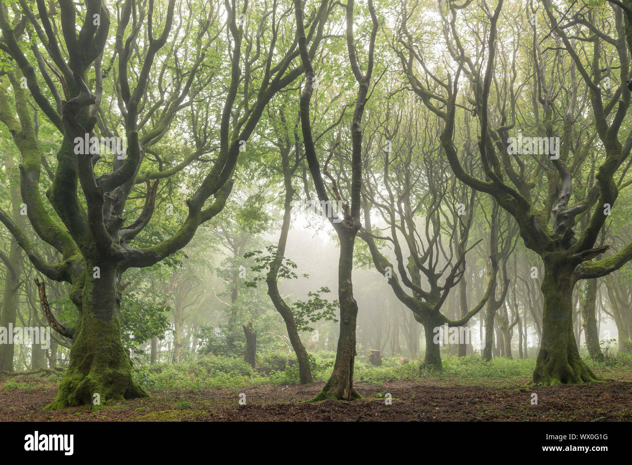 Deciduous trees on a foggy morning, North Cornwall, England, United ...