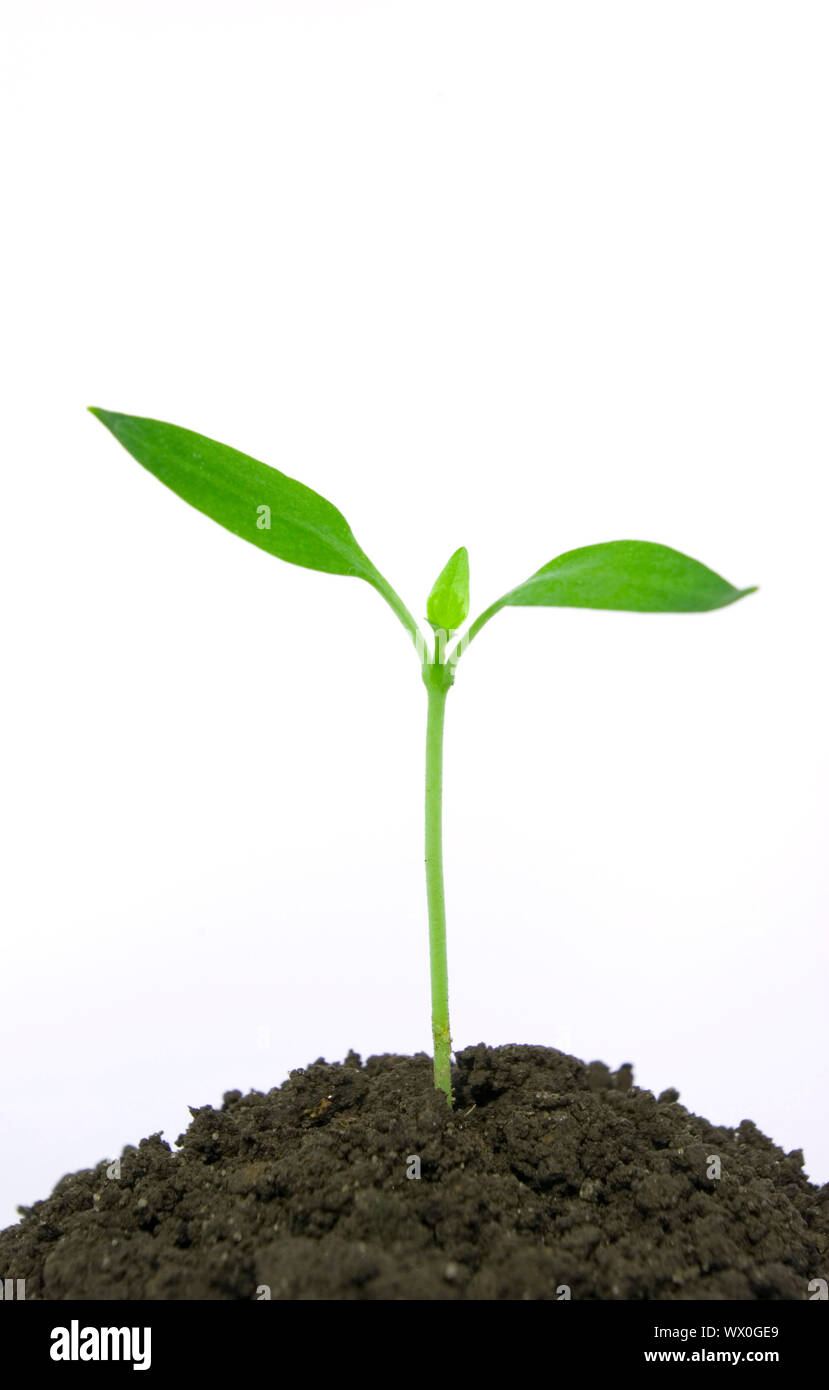 Little green plant on white background Stock Photo - Alamy