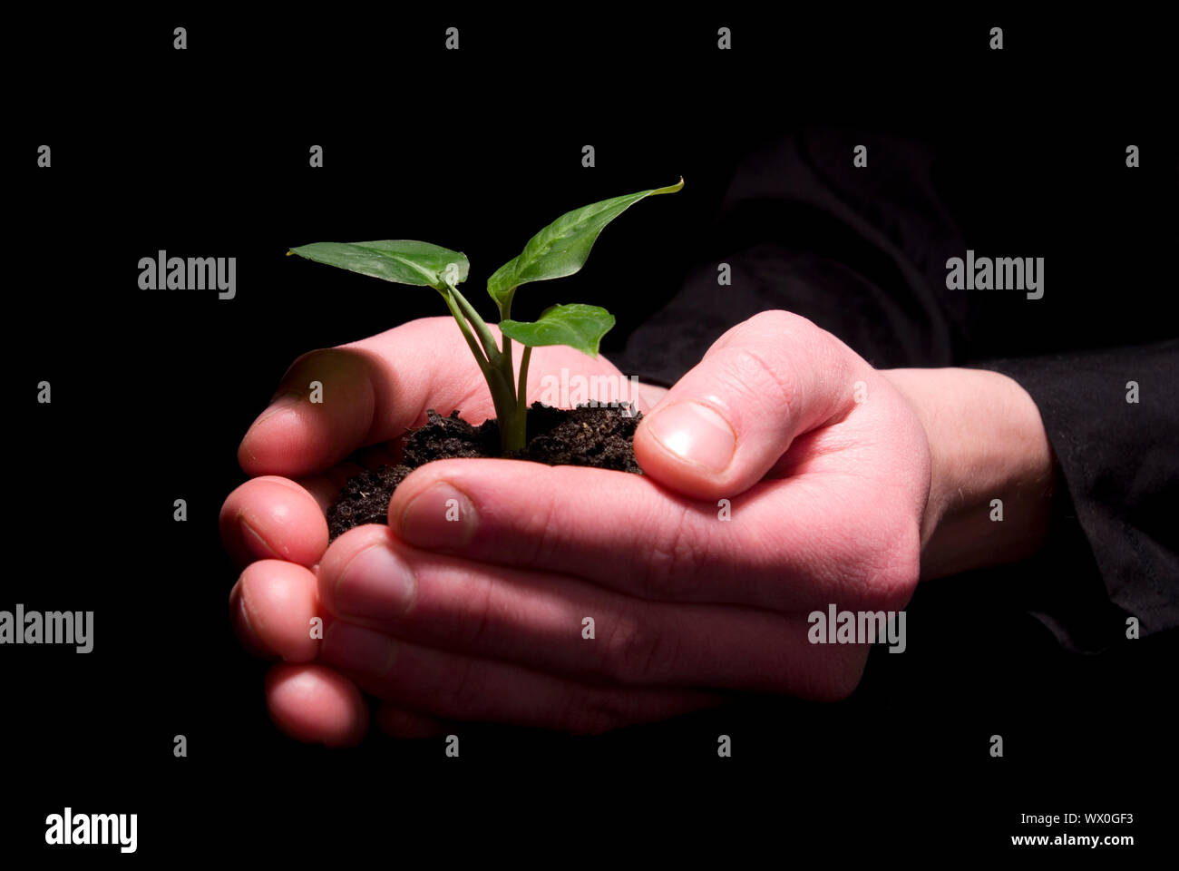 Hands holding sapling in soil Stock Photo - Alamy