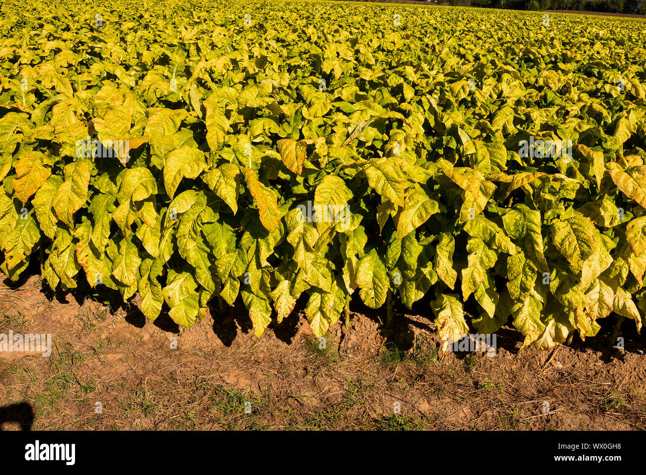 Tobacco field harvest hi-res stock photography and images - Alamy