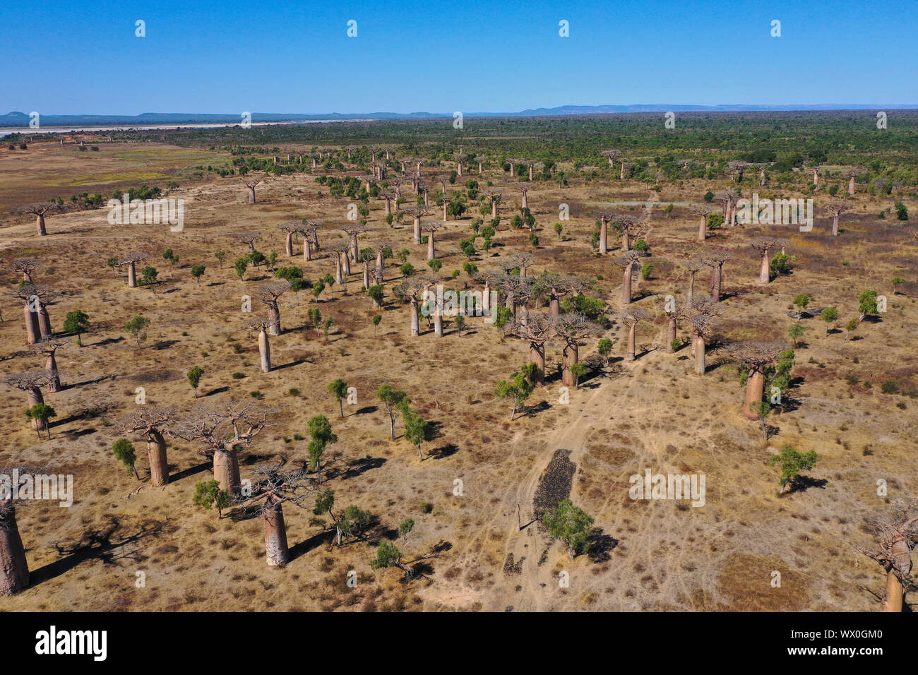 Baobab forest near Ambahikily Morombe district, Atsimo Andrefana Region ...