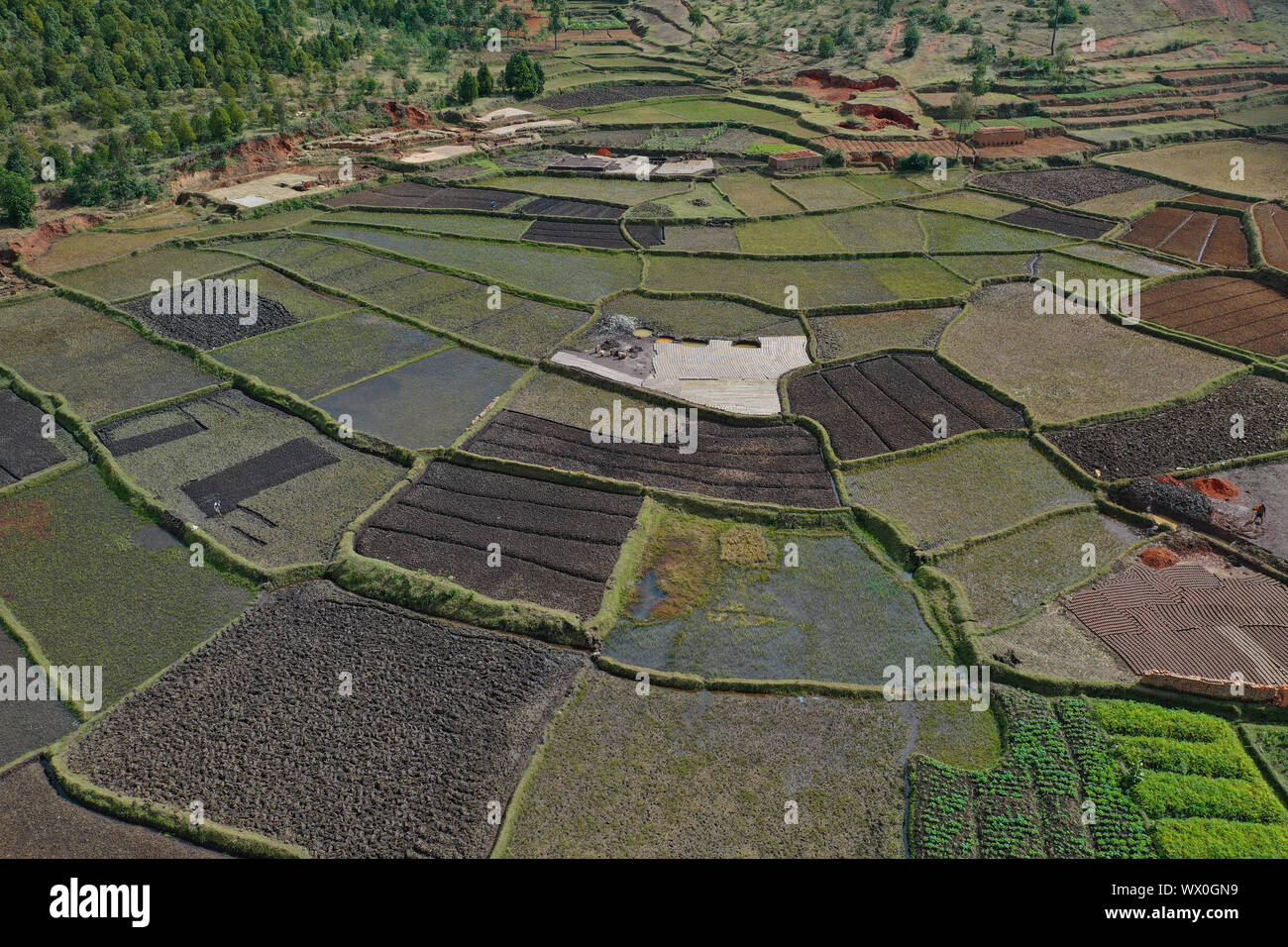 Vegetable cultivation and brick making on the rice fields, National ...