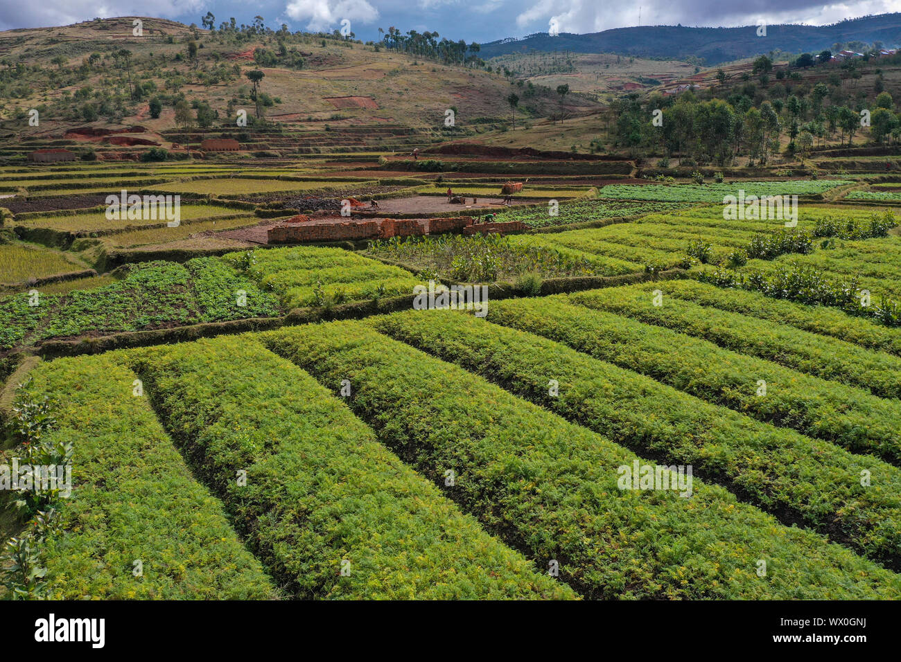 Vegetable cultivation and brick making on the rice fields, National ...