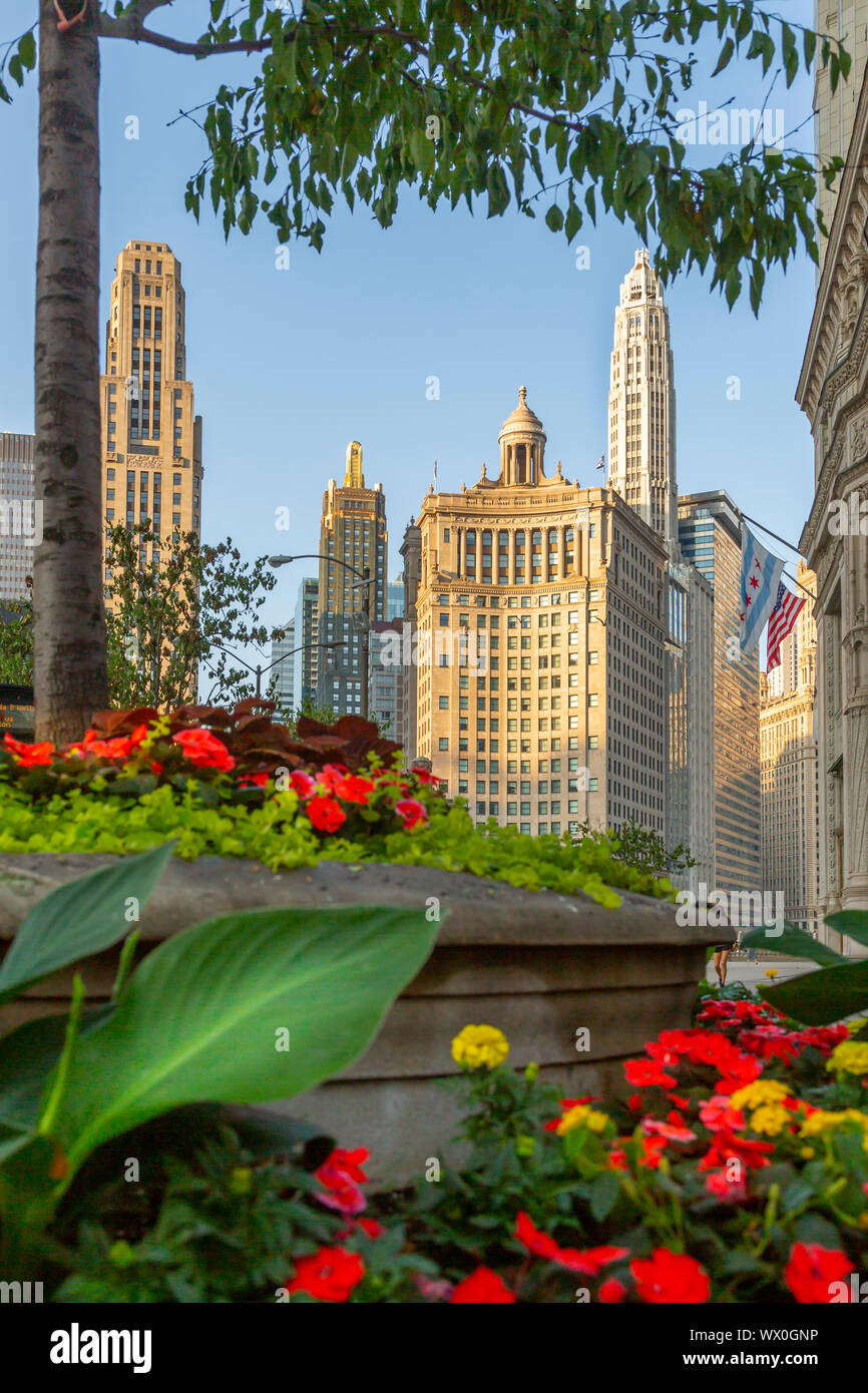 View of flower bed and skyscrapers on North Michigan Avenue, Chicago ...