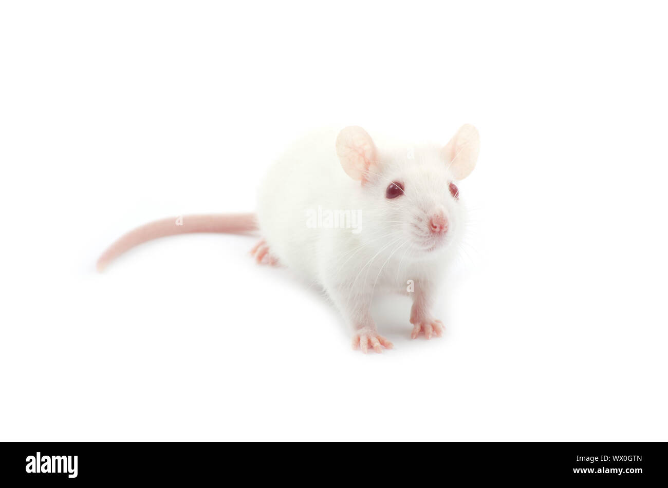 white rat isolated on white background Stock Photo - Alamy
