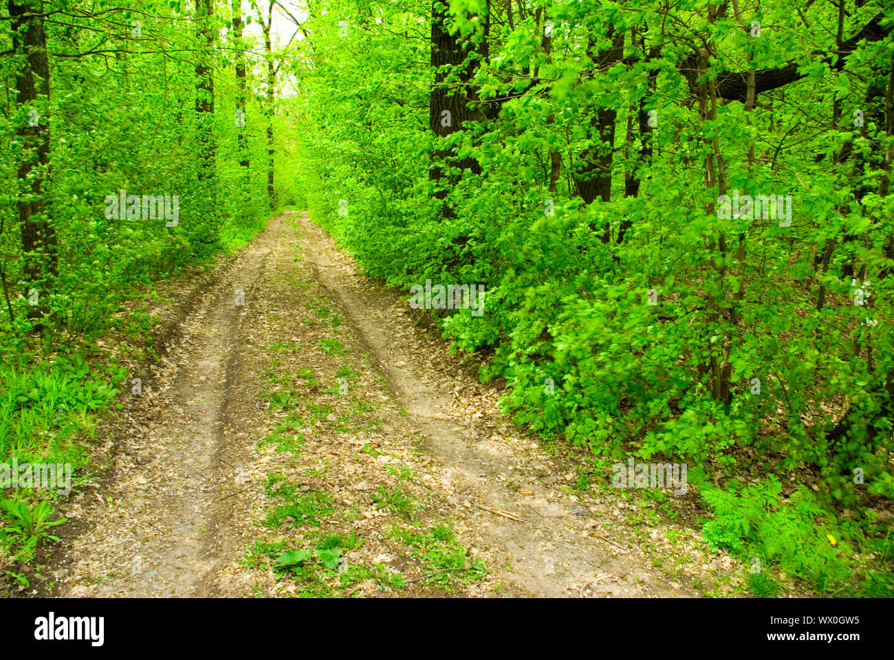 a path is in the green forest Stock Photo - Alamy