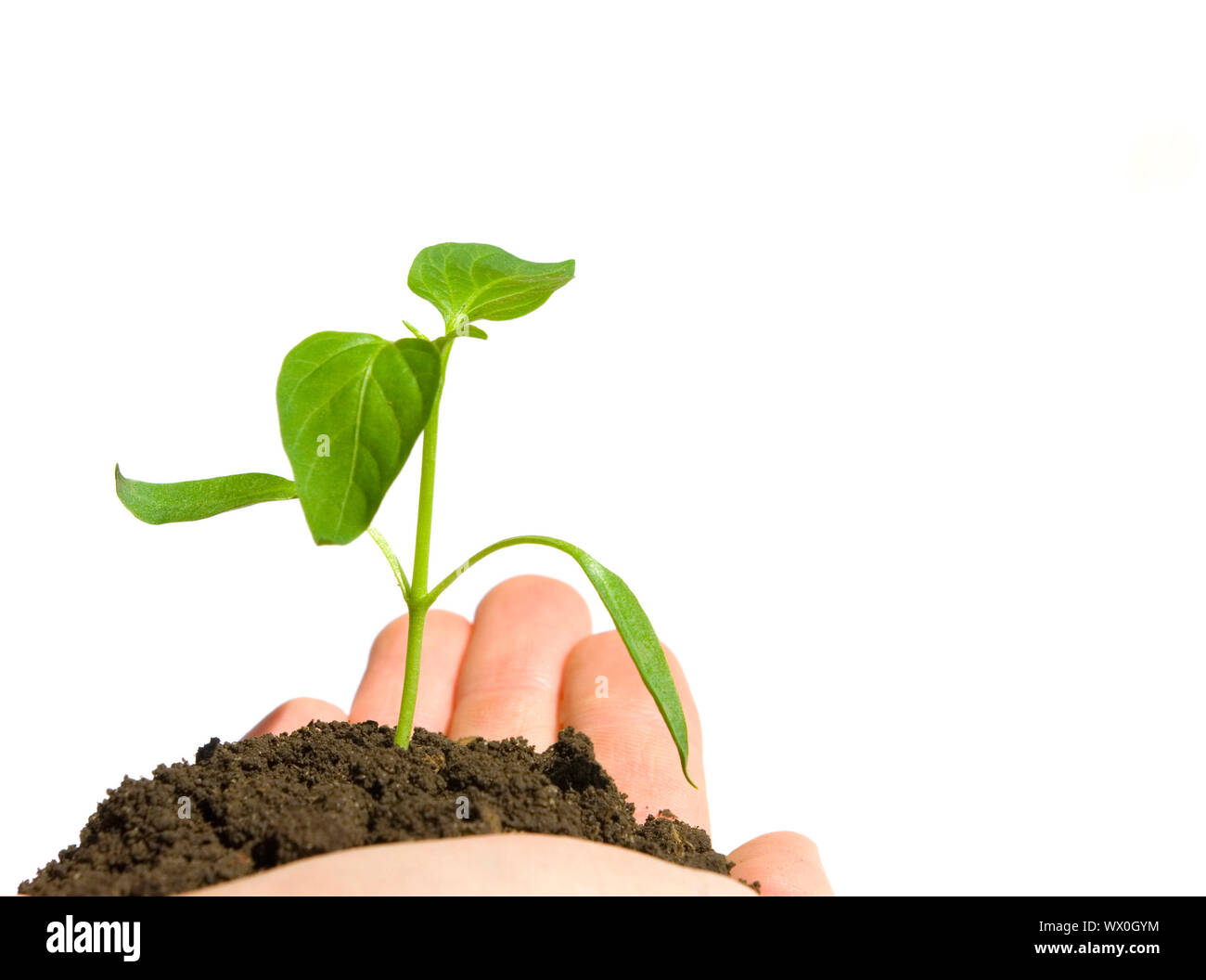 Growing green plant in a hand isolated on white Stock Photo - Alamy