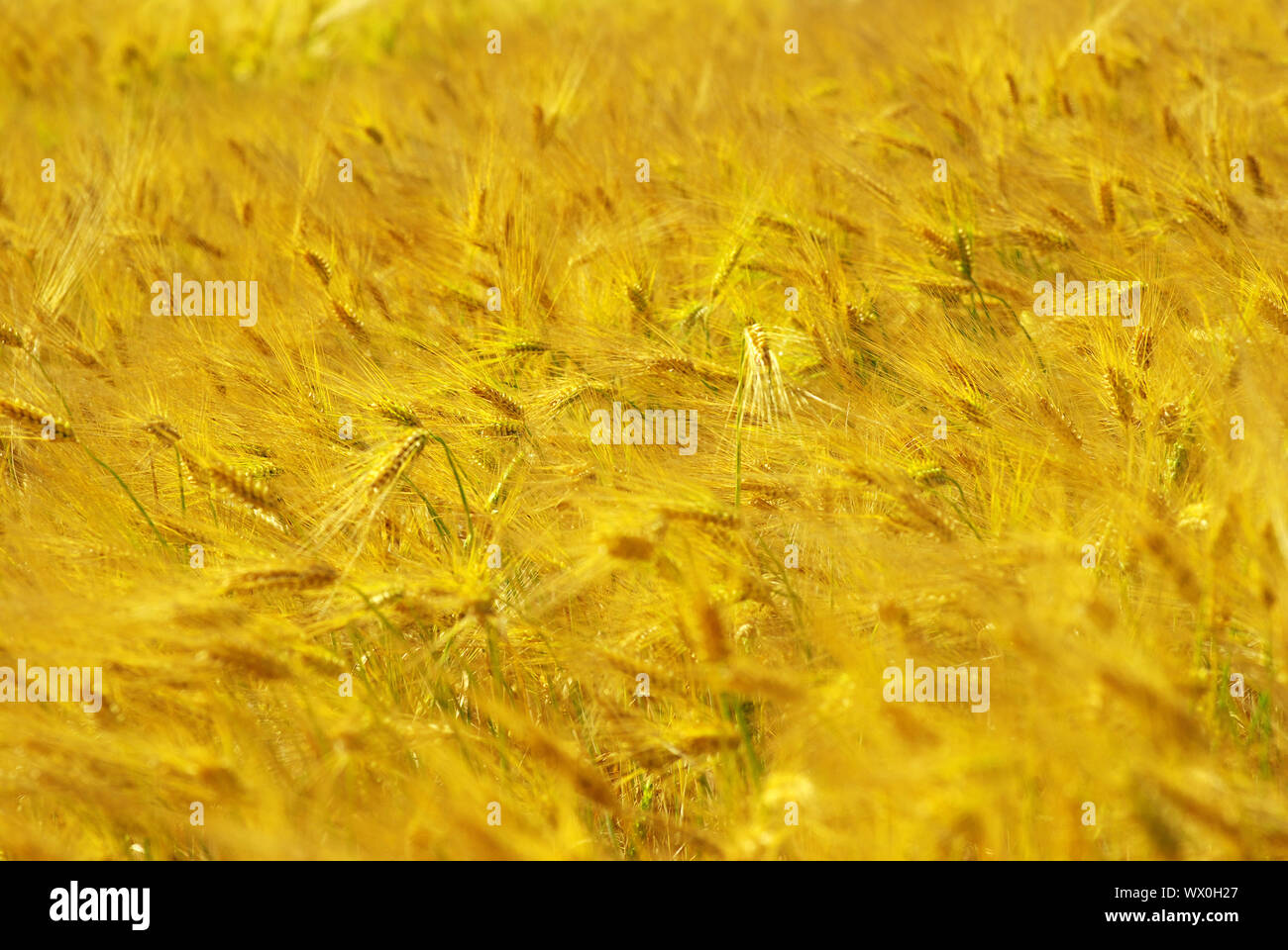Yellow grain ready for harvest growing in a farm field Stock Photo - Alamy