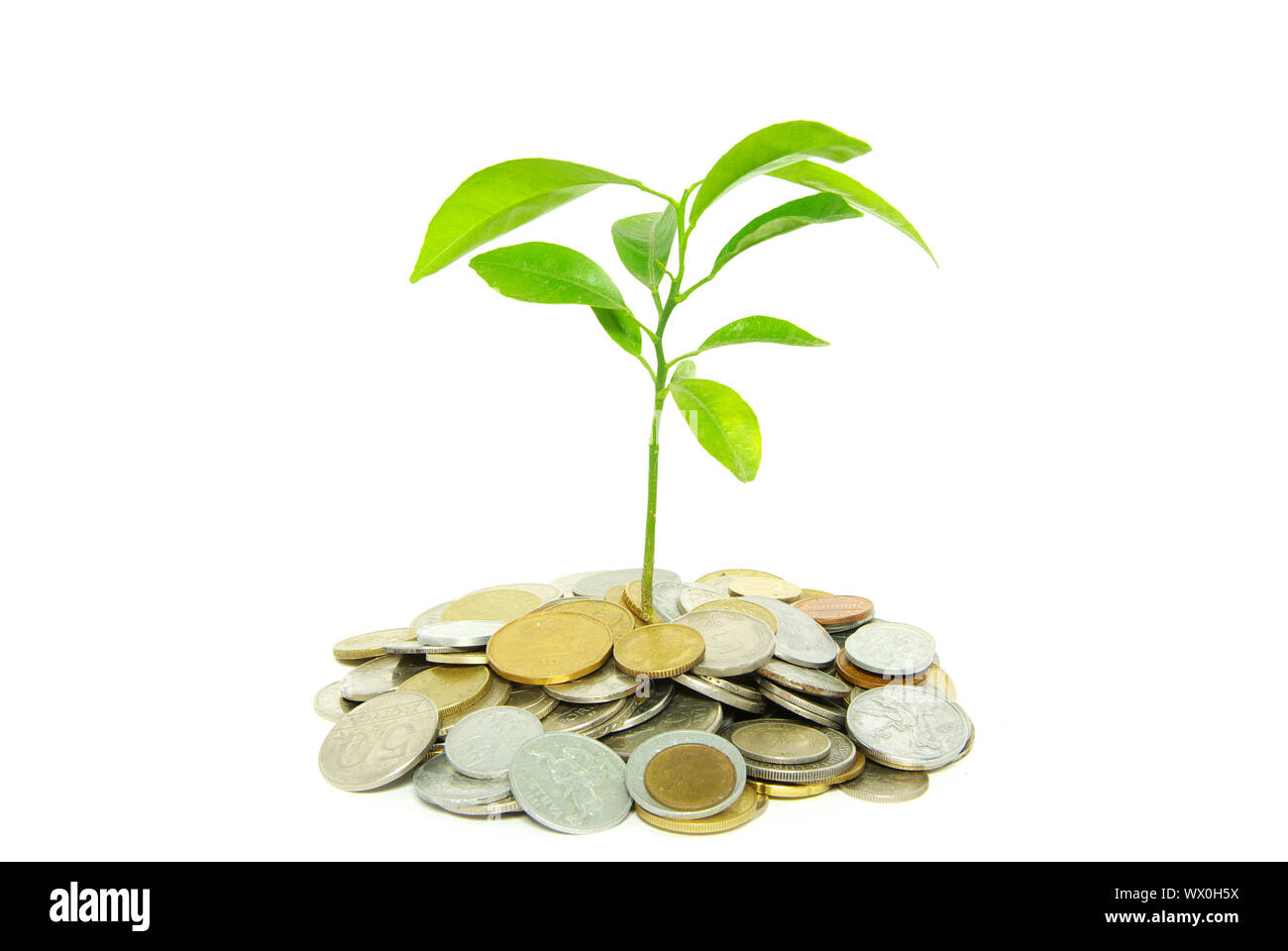 plant in coins isolated on white background Stock Photo - Alamy