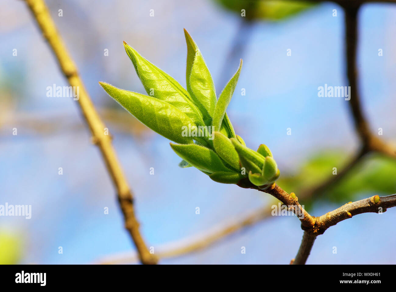 First spring leaves over natural background Stock Photo - Alamy