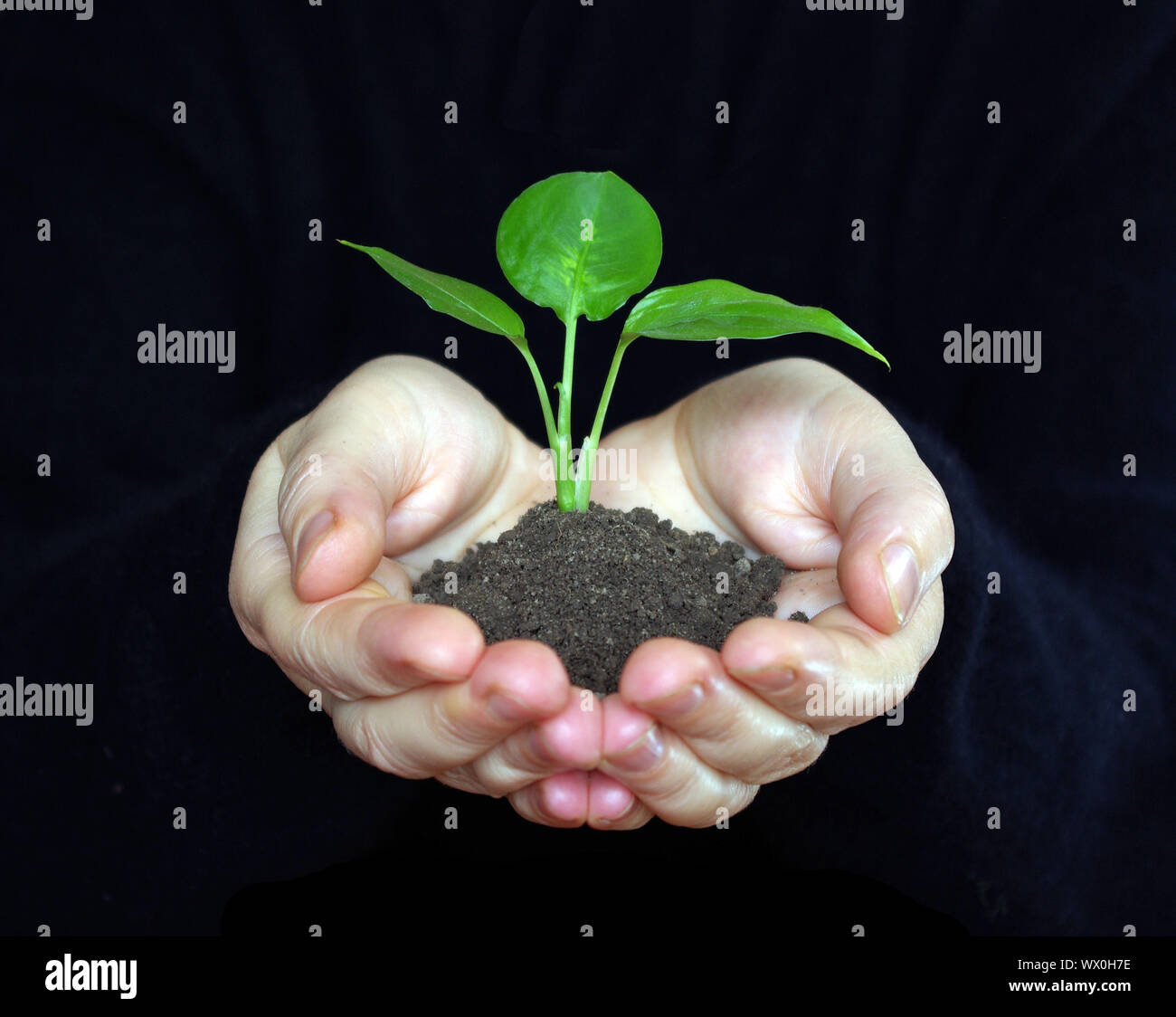 Hands holding sapling in soil Stock Photo - Alamy