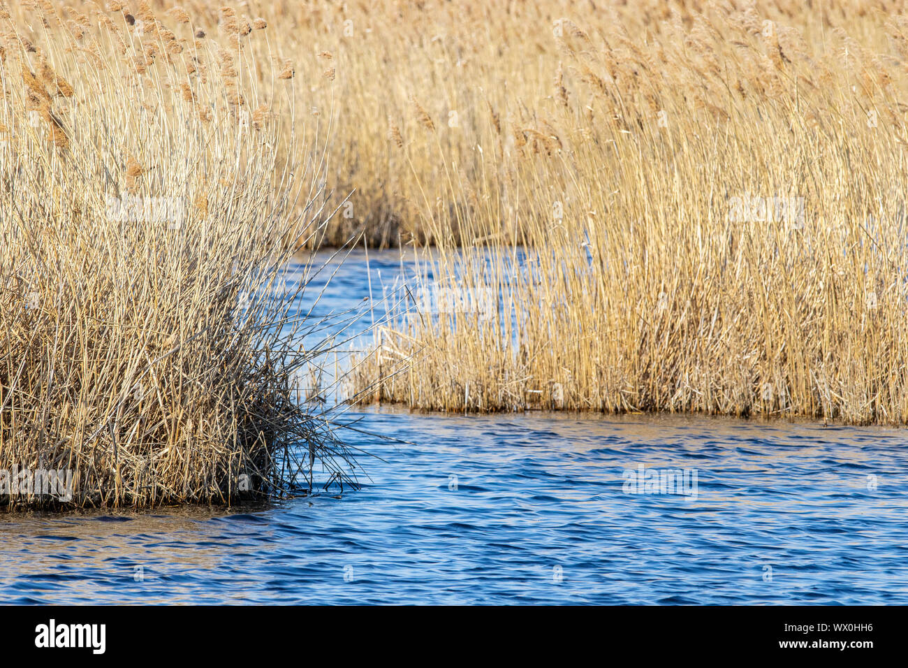 Reed edge pond Stock Photo - Alamy
