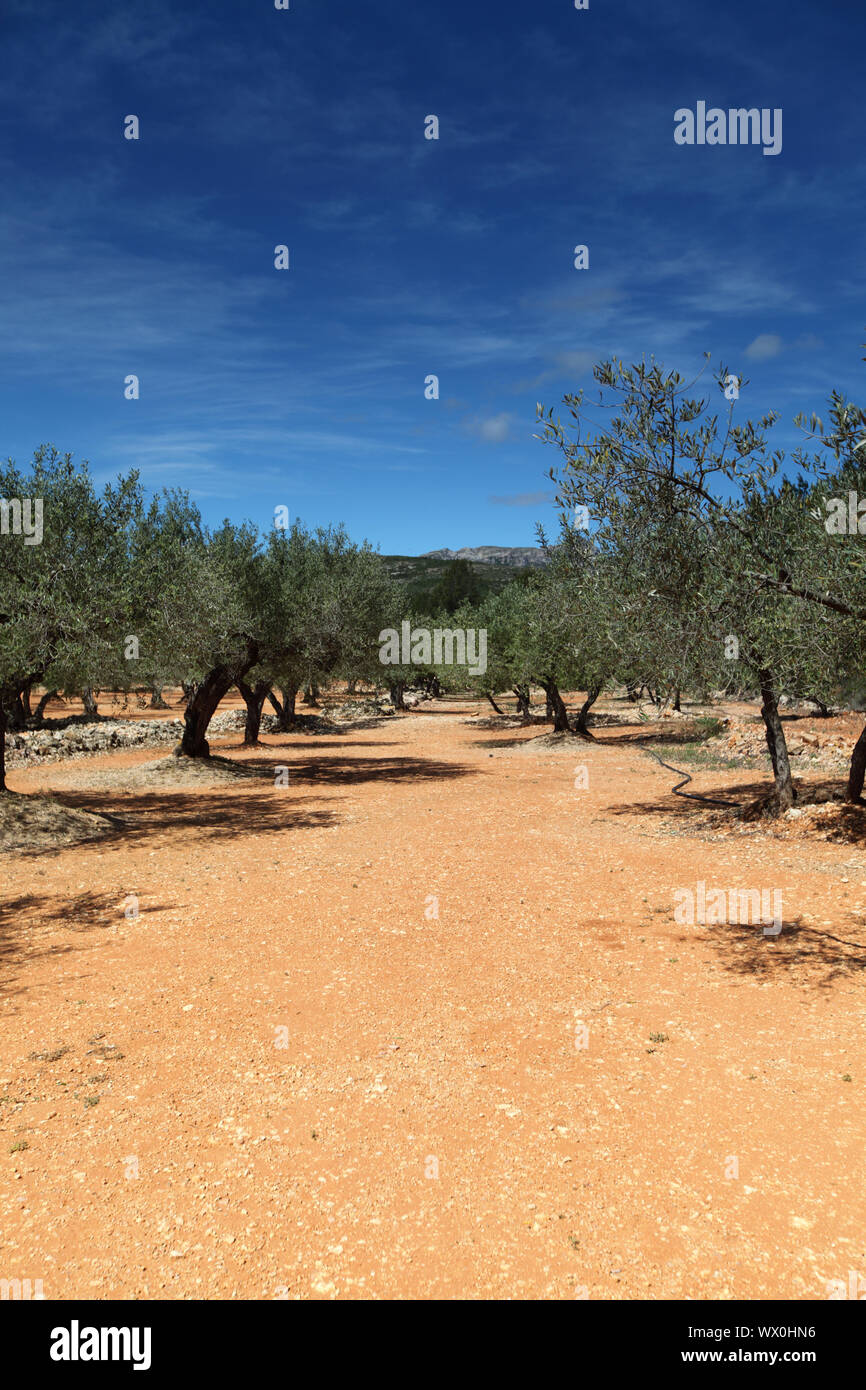 Olive Trees in spain Stock Photo - Alamy