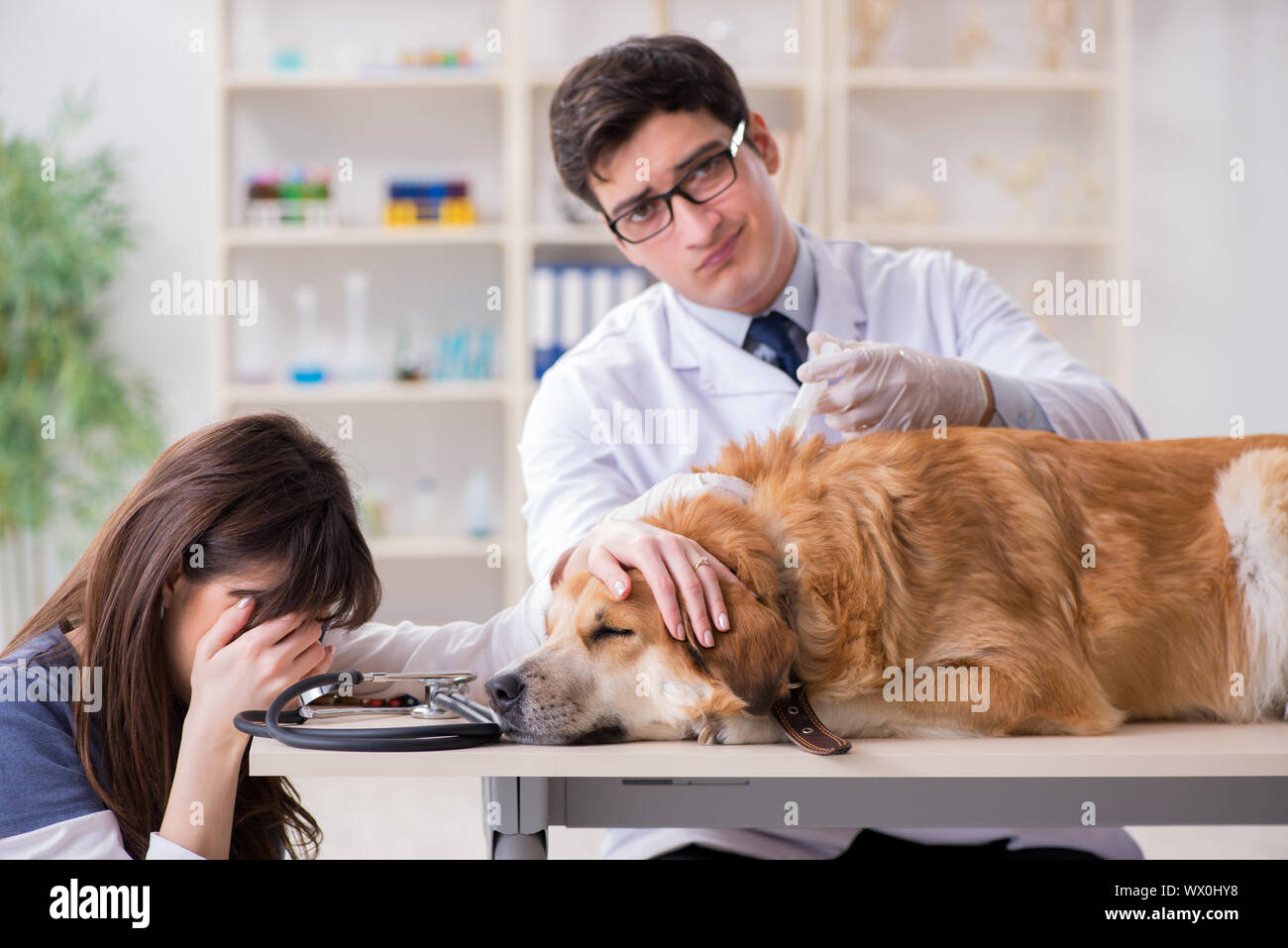 Worried vet checking dog hi-res stock photography and images - Alamy
