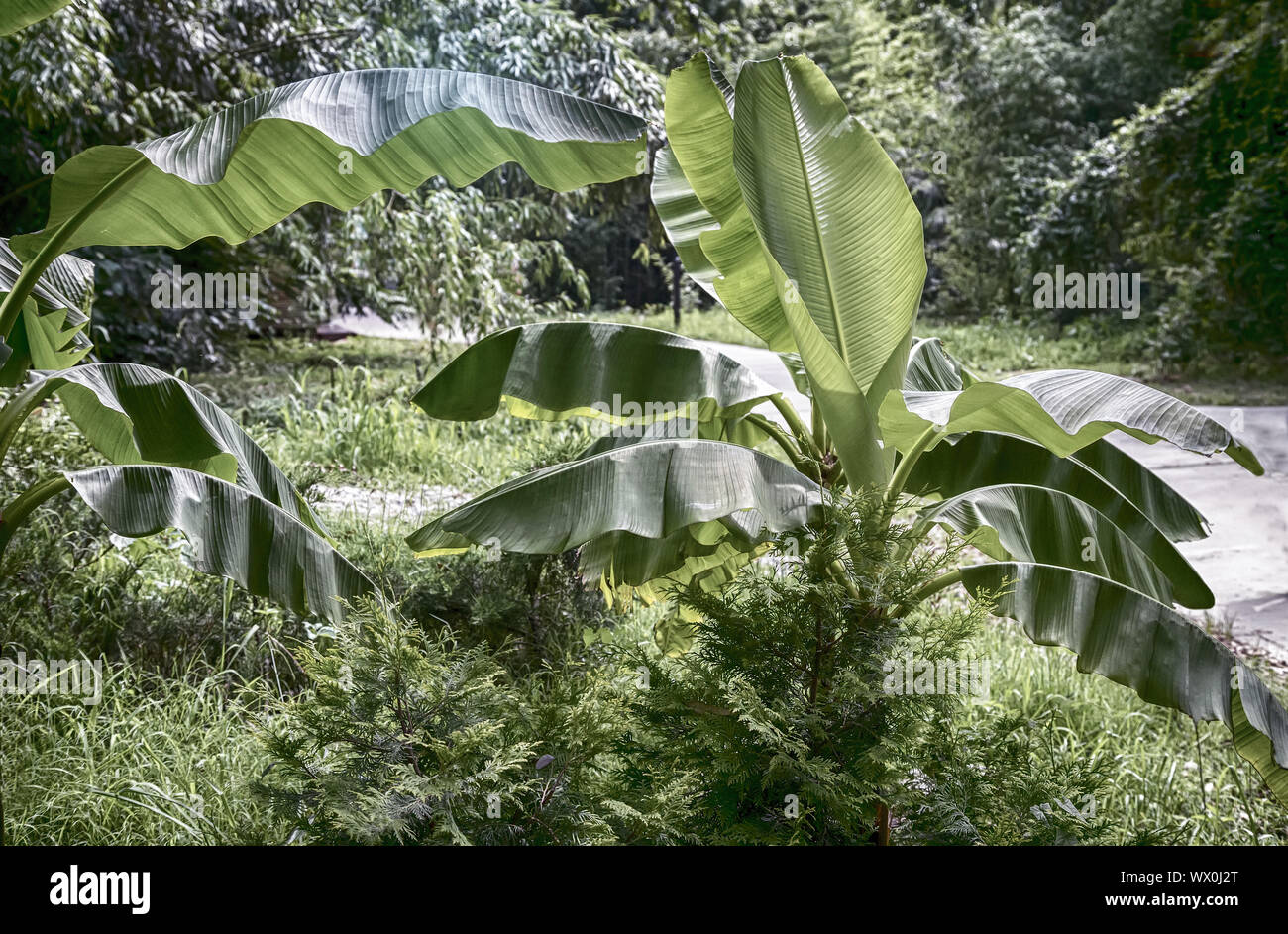 Banana palms in the arboretum Stock Photo - Alamy