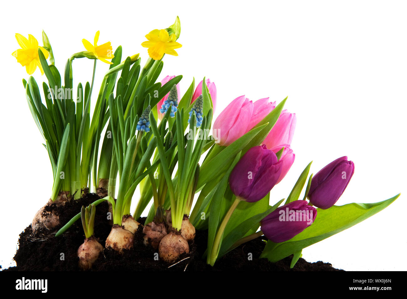 Different kinds of hyacinths hi-res stock photography and images - Alamy