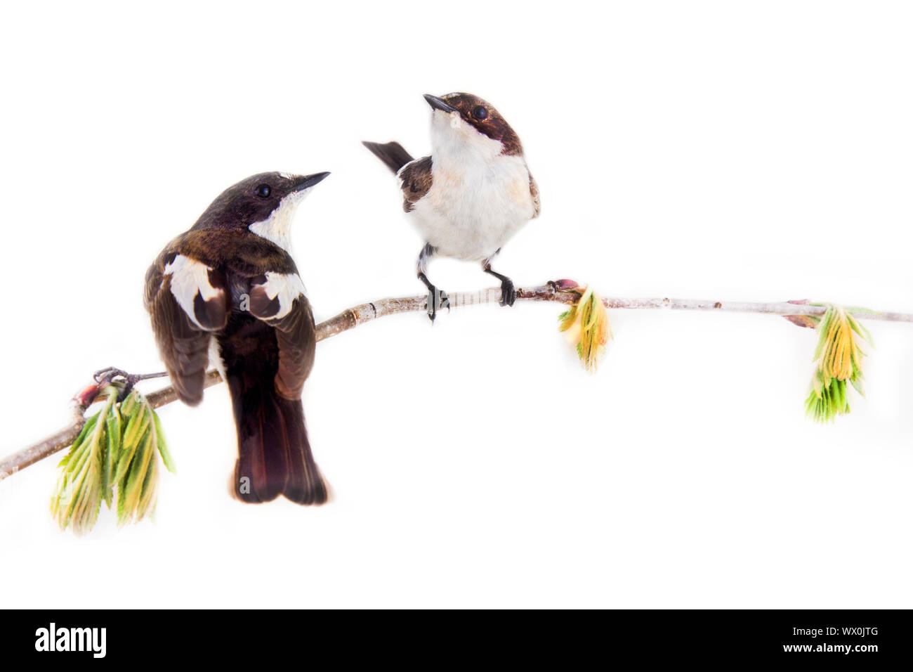 Pretty birds Cut Out Stock Images & Pictures - Alamy