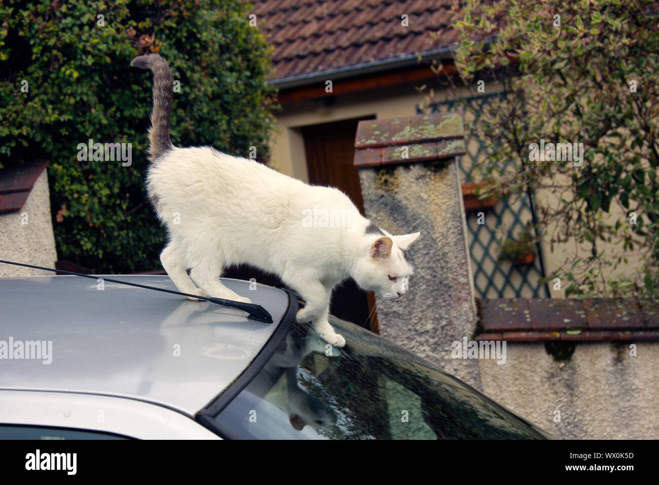 White cat on car Stock Photo - Alamy
