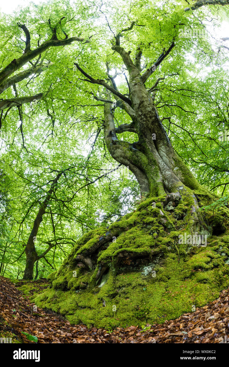 Common beech (Fagus sylvatica) tree in spring, Exmoor National Park ...