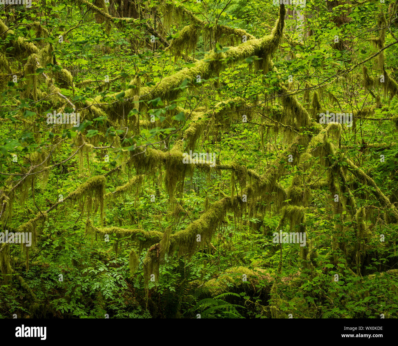 Hoh Rainforest, Olympic National Park, UNESCO World Heritage Site ...