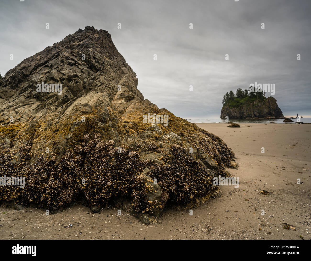 Rock covered in barnacles, First Beach at dawn, Olympic National Park ...