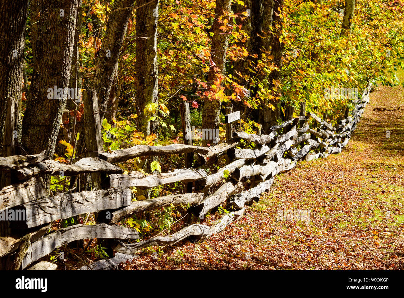Leaf covered walking path in the colorful season of Fall Stock Photo ...