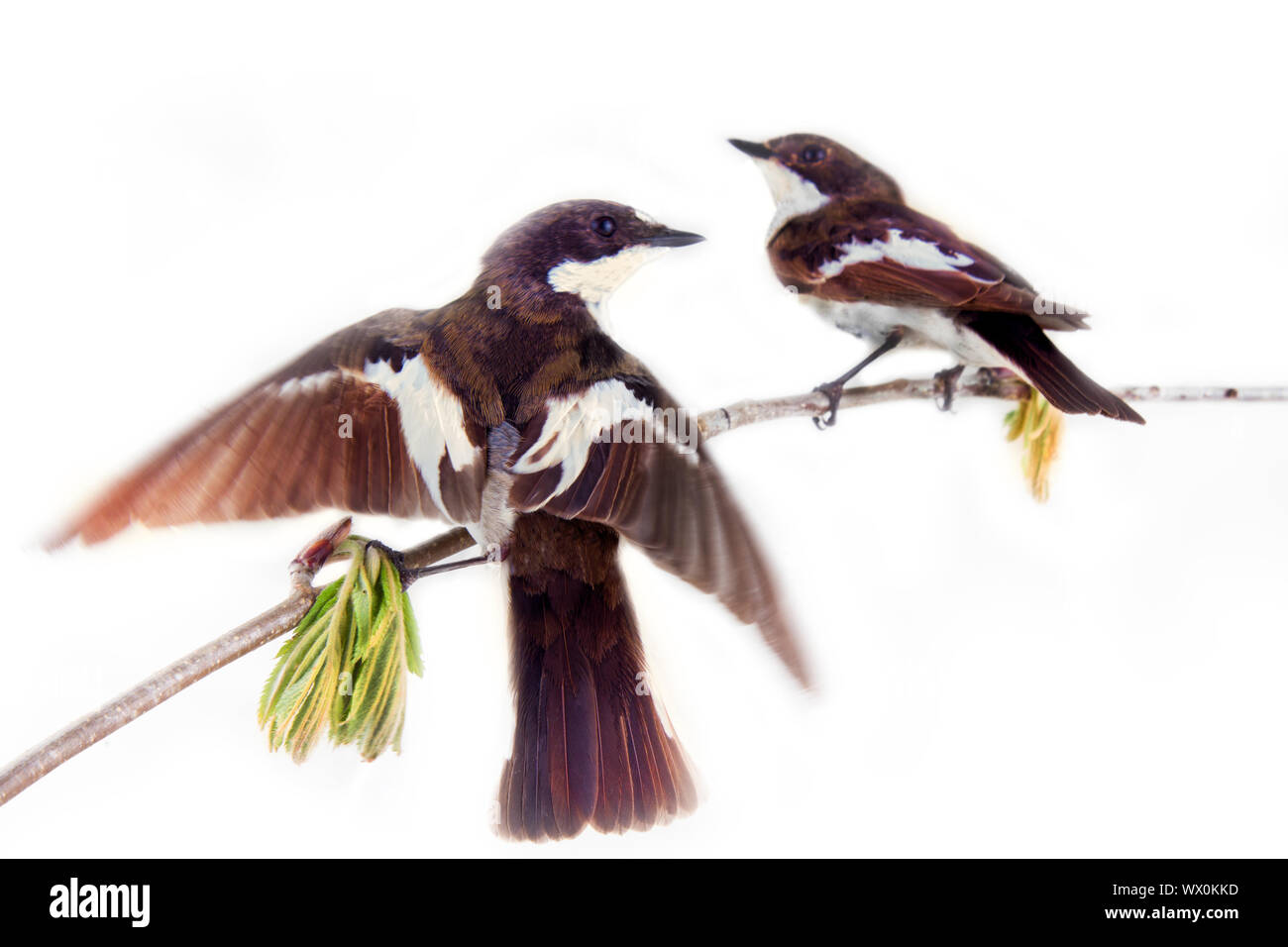 Two garden birds Cut Out Stock Images & Pictures - Alamy