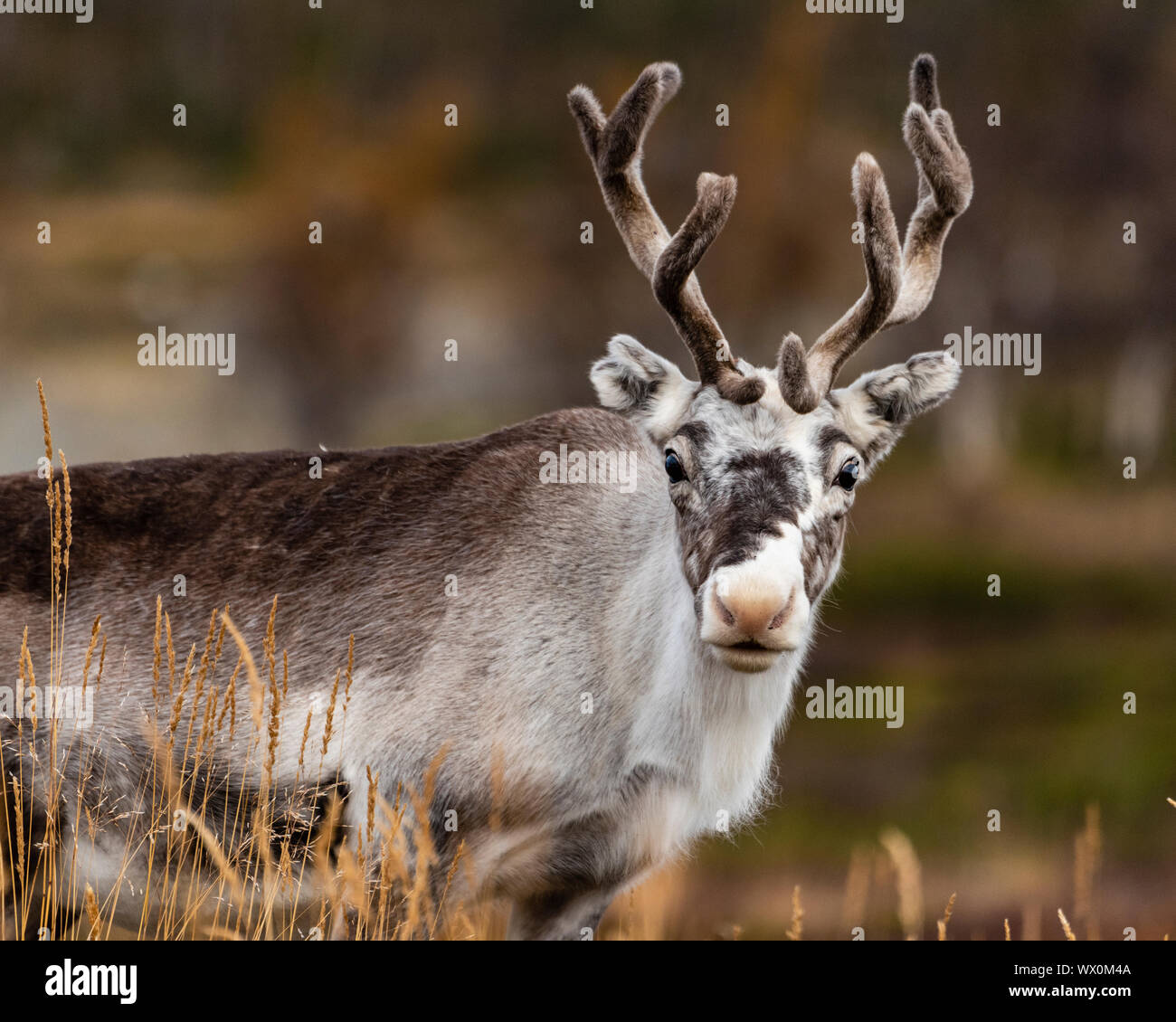 Reindeer (Rangifer tarandus), Kilpisjarvi, Lapland, Finland, Europe ...