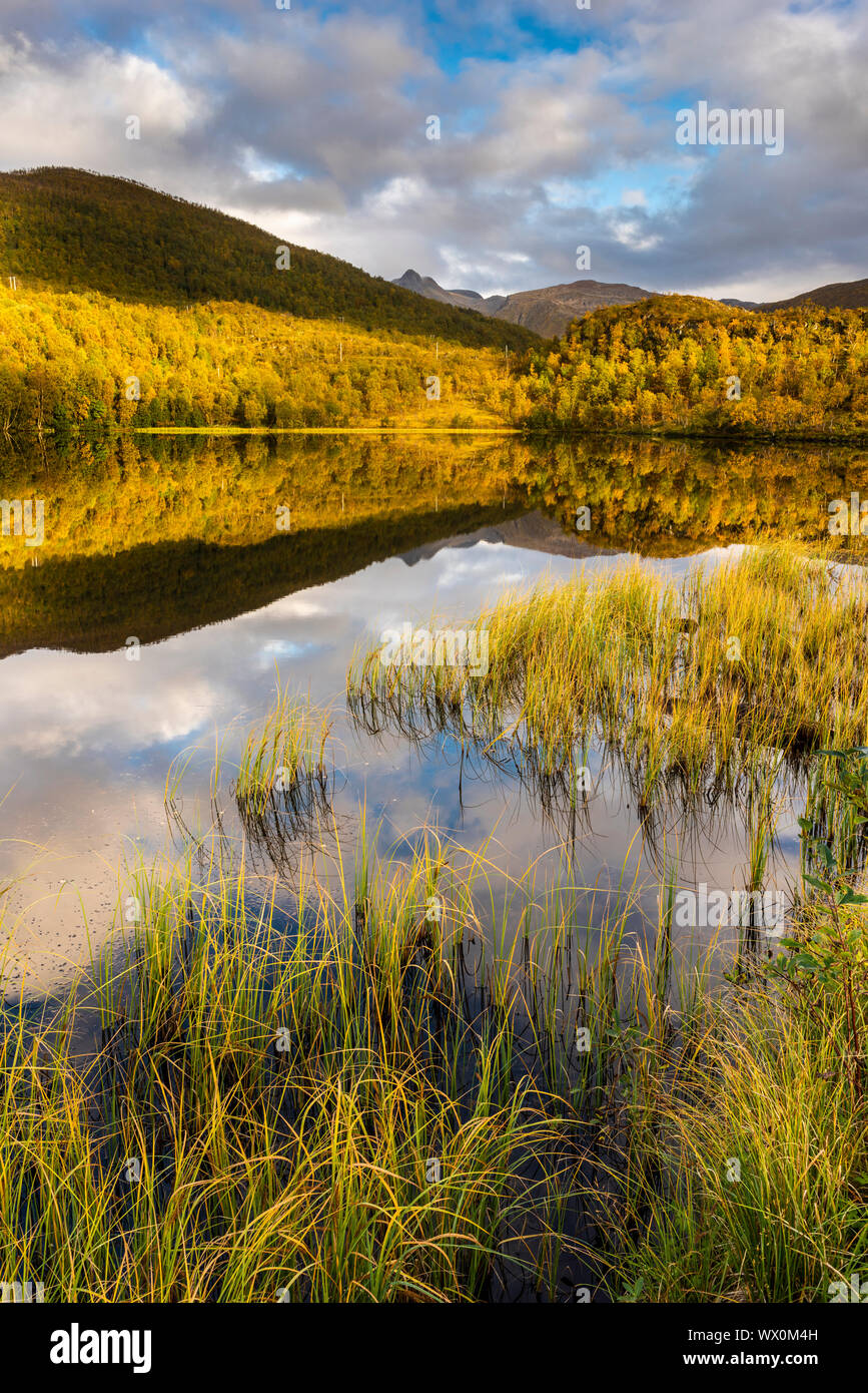 Lake reflection, autumn colour, Senja, Norway, Scandinavia, Europe ...