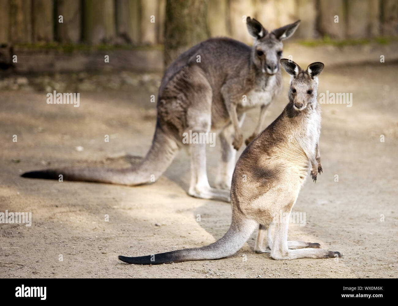 Eastern Gray Giant-Kangaroo (Macropus giganteus), Zoo, Krefeld, Germany ...
