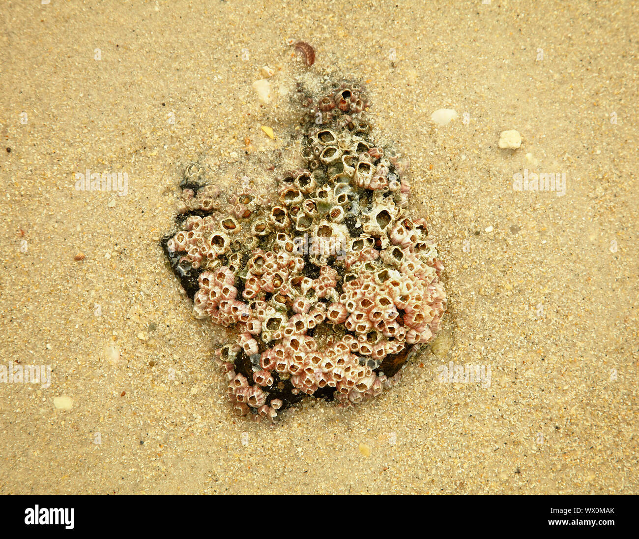 Balanomorpha High Resolution Stock Photography and Images - Alamy